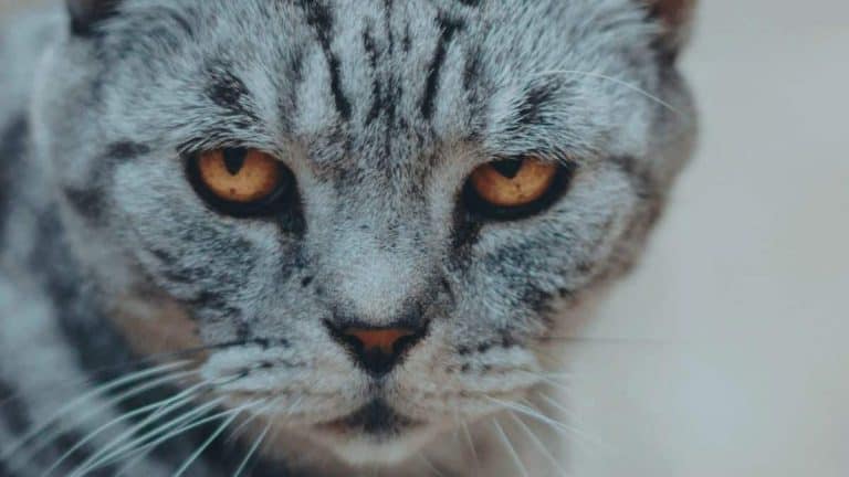 Gacho - Translation and Meaning in English - Tell Me In Spanish