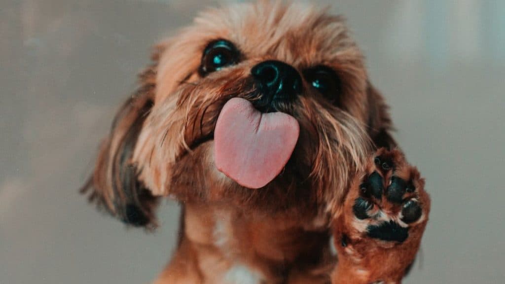 15 Easy & Hard Spanish Tongue Twisters (Audio Included)