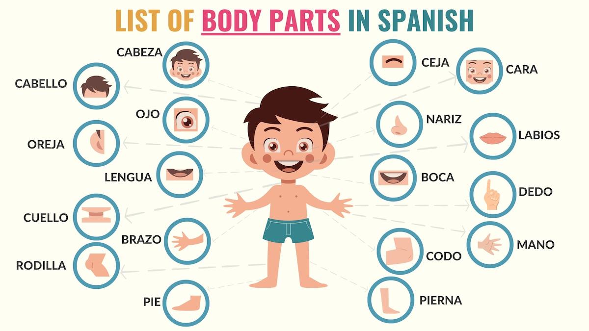 Body Parts in Spanish: Beginner & Advanced Words - Tell Me In Spanish Body Parts in Spanish: Beginner & Advanced Words - Tell Me In Spanish